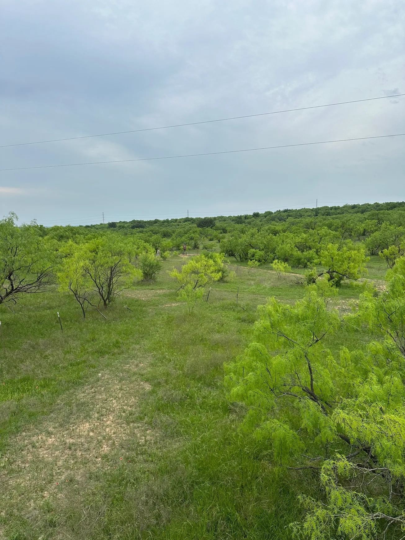 3 DAYS FULLY GUIDED TEXAS HOG HUNT FOR ONE HUNTER (MUST BRING FULLY ...