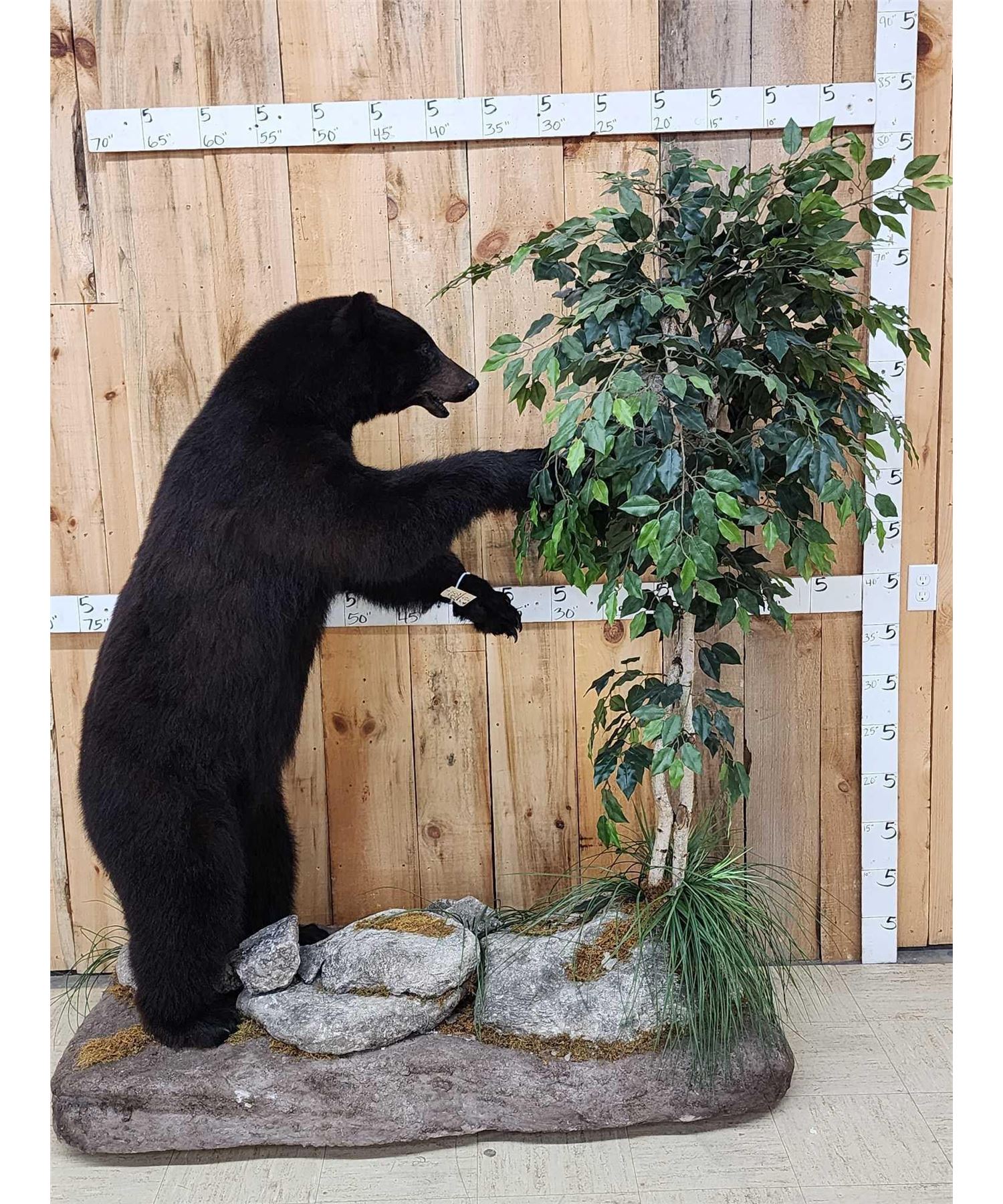 Black Bear Raiding A Bee Hive Full Body Taxidermy Mount