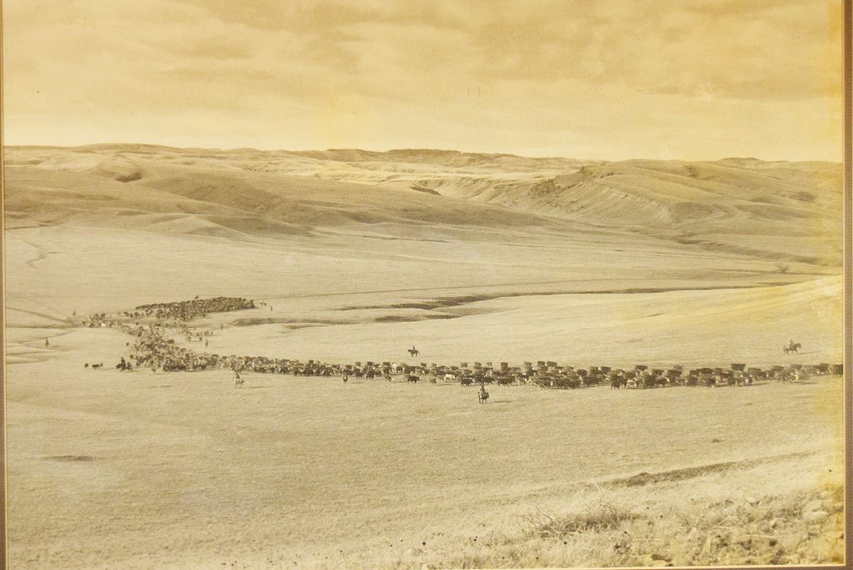 Stovall Ranch photo, Gathering Cattle, 16" x 23", framed
