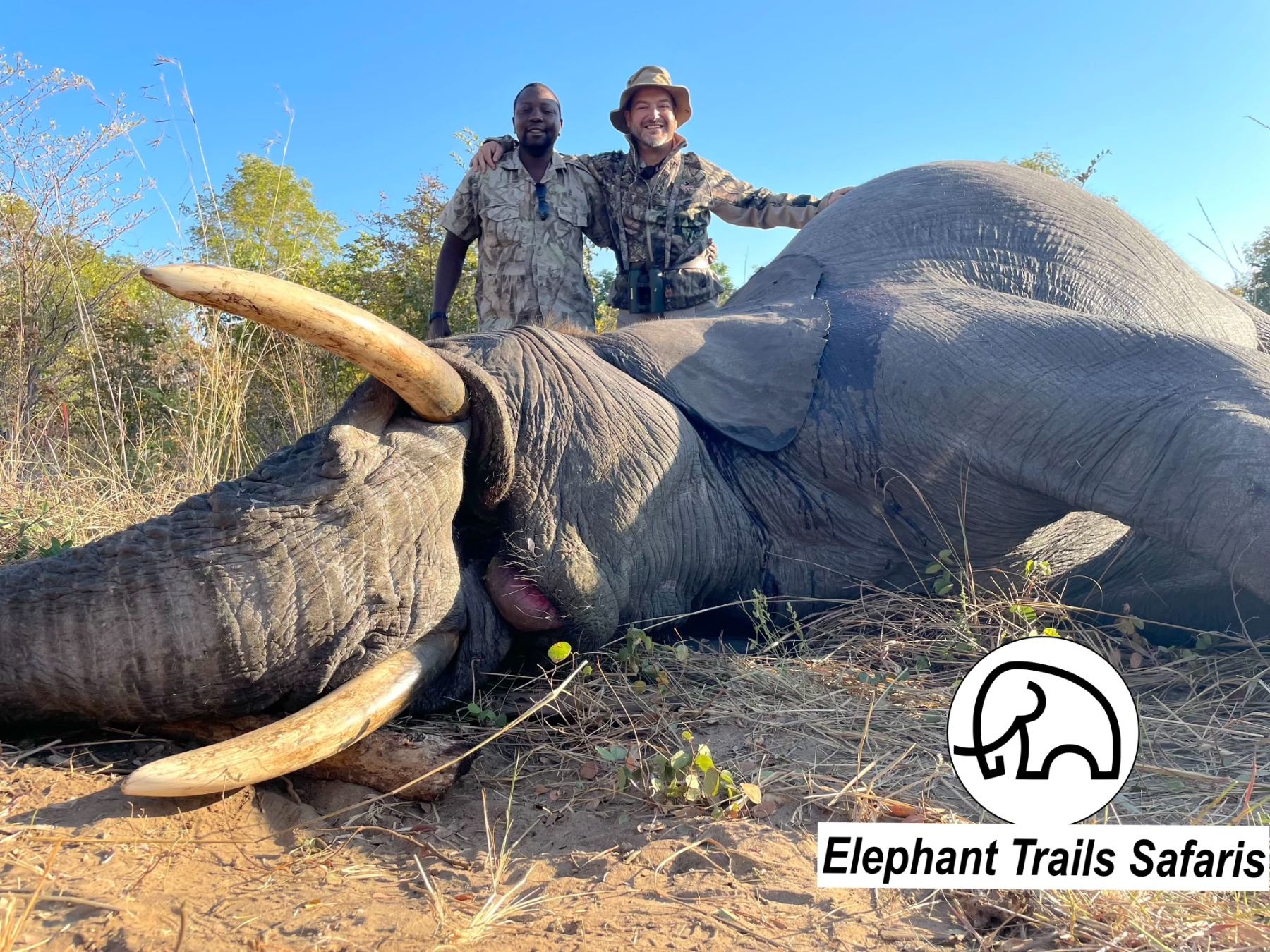 7-Day Zimbabwe Tuskless Elephant Hunt for 1 Hunter