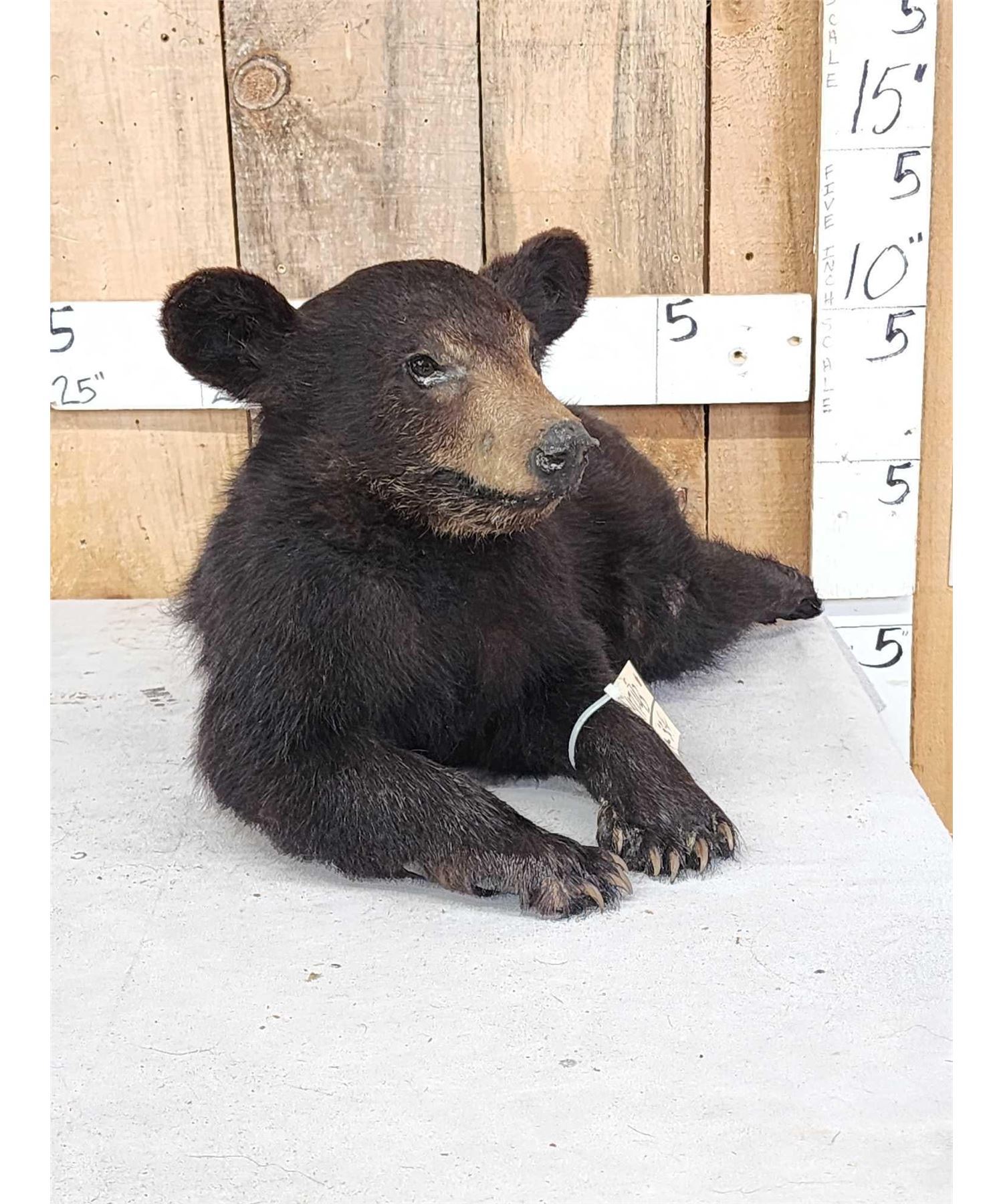 Black Bear Cub Full Body Taxidermy Mount - Test Site