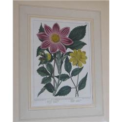 Dahlia's by Syd edwards engraved by Sansom