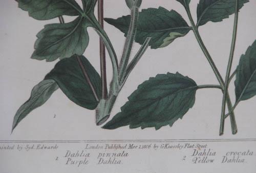 Dahlia's by Syd edwards engraved by Sansom
