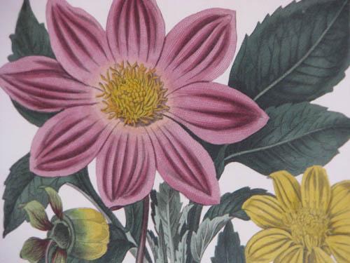 Dahlia's by Syd edwards engraved by Sansom