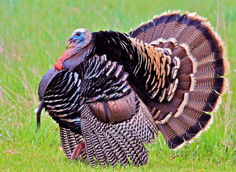 3 day 2 person 2 birds per person Merriam Turkey and Prairie Dogs ...