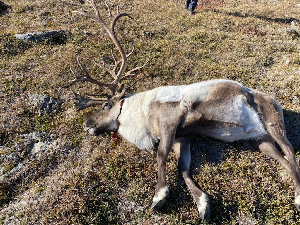Spring Muskox & Small Game Hunt in Greenland with UPGRADES