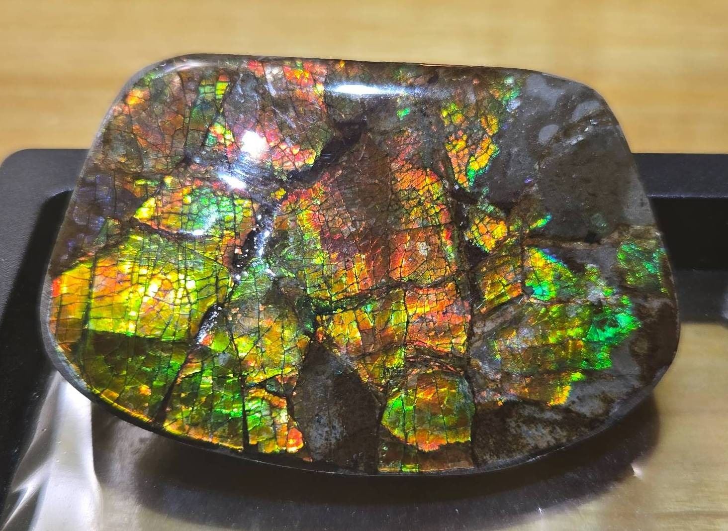 Genuine Alberta Ammolite Placentacares Meeki K Zone Specimen