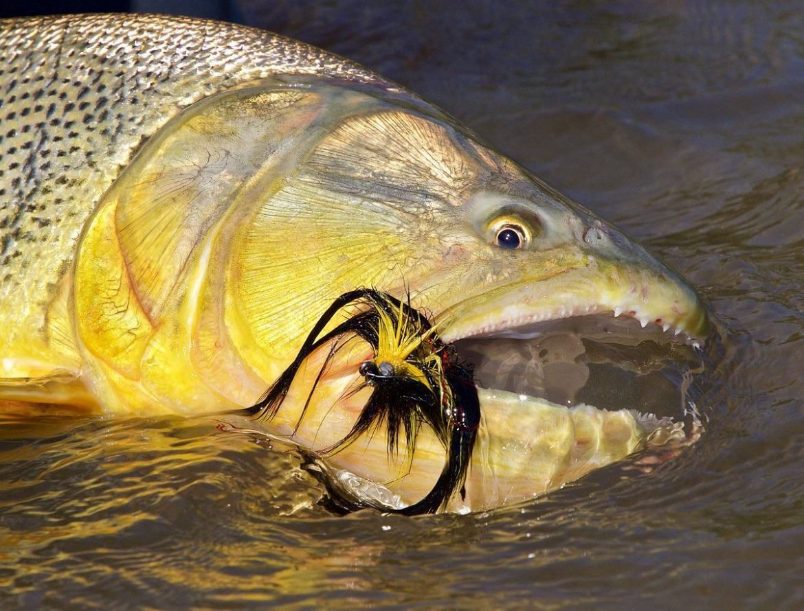 4 Days Free Range, Mixed Bag Hunt for 4 Hunters in Northern Territories ...