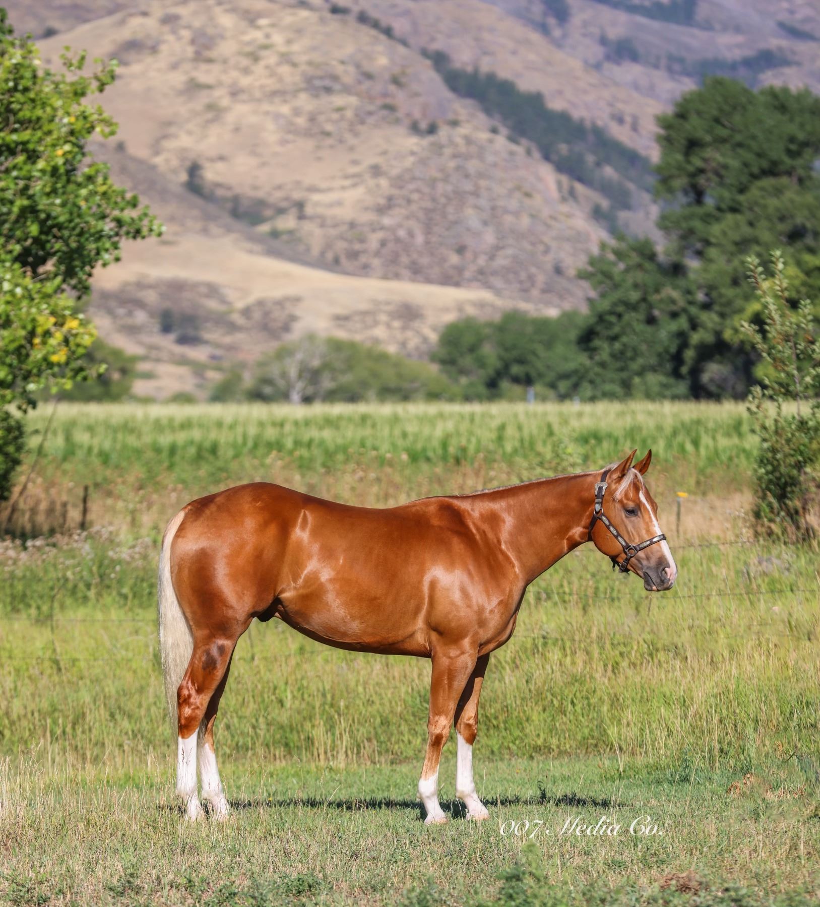 RWS PRETTY N GOLD - Northern Livestock Video Auction