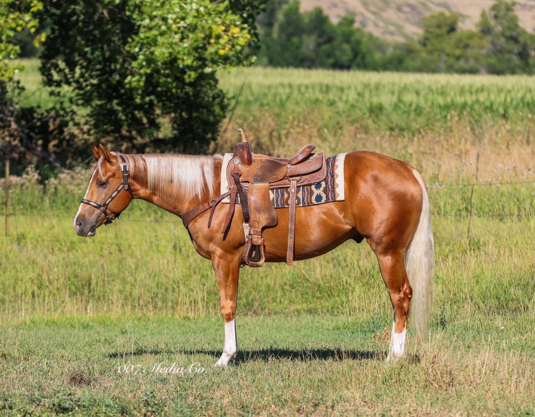 RWS PRETTY N GOLD - Northern Livestock Video Auction