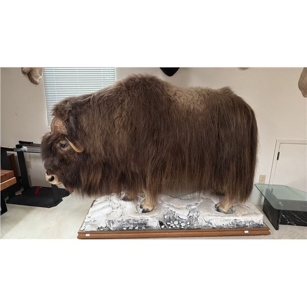 TAXIDERMY, FULL BODY MOUNT MUSK OX - Able Auctions