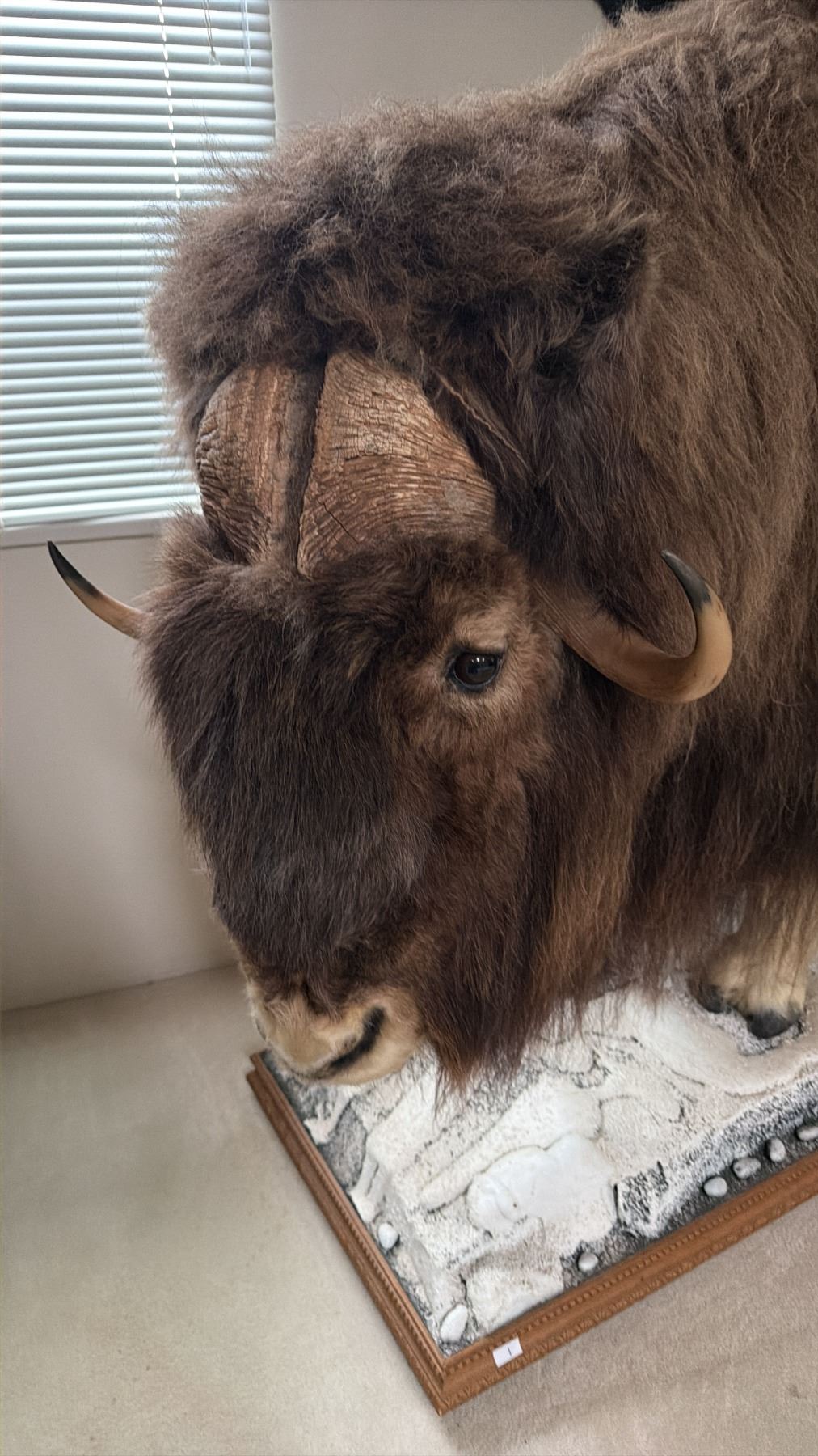 TAXIDERMY, FULL BODY MOUNT MUSK OX - Able Auctions