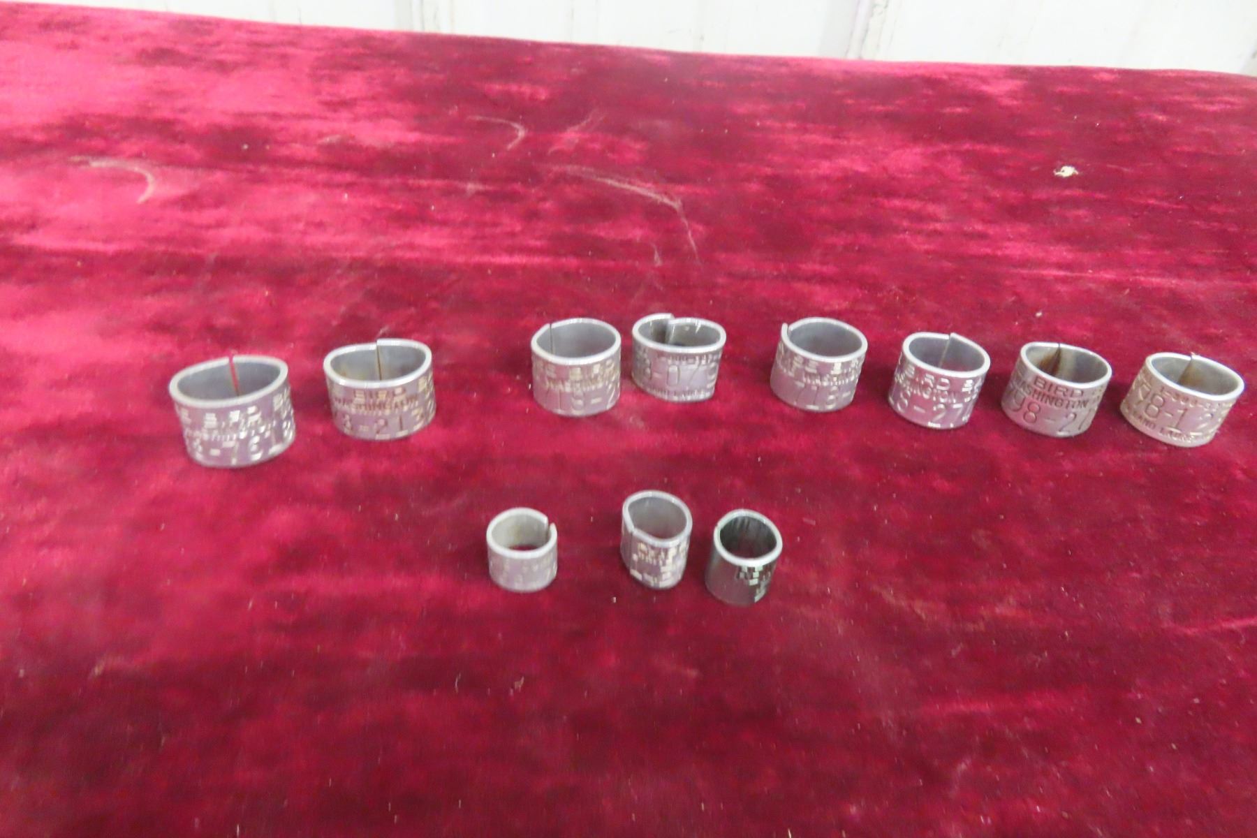 Eleven Bird Band Collection