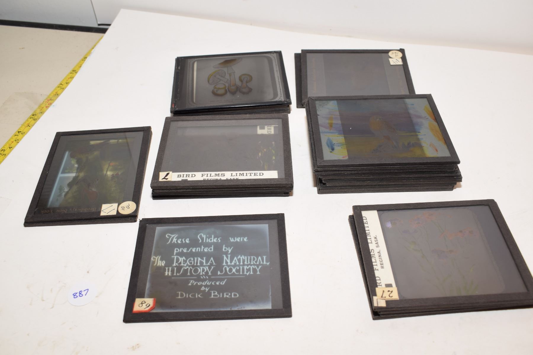 Rare Dick Bird Regina Glass Slides (worked for Audobon & Disney ...