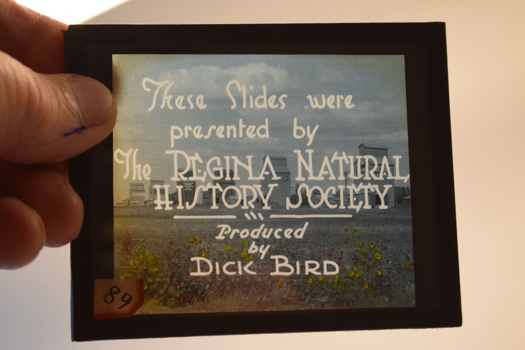 Rare Dick Bird Regina Glass Slides (worked for Audobon & Disney ...