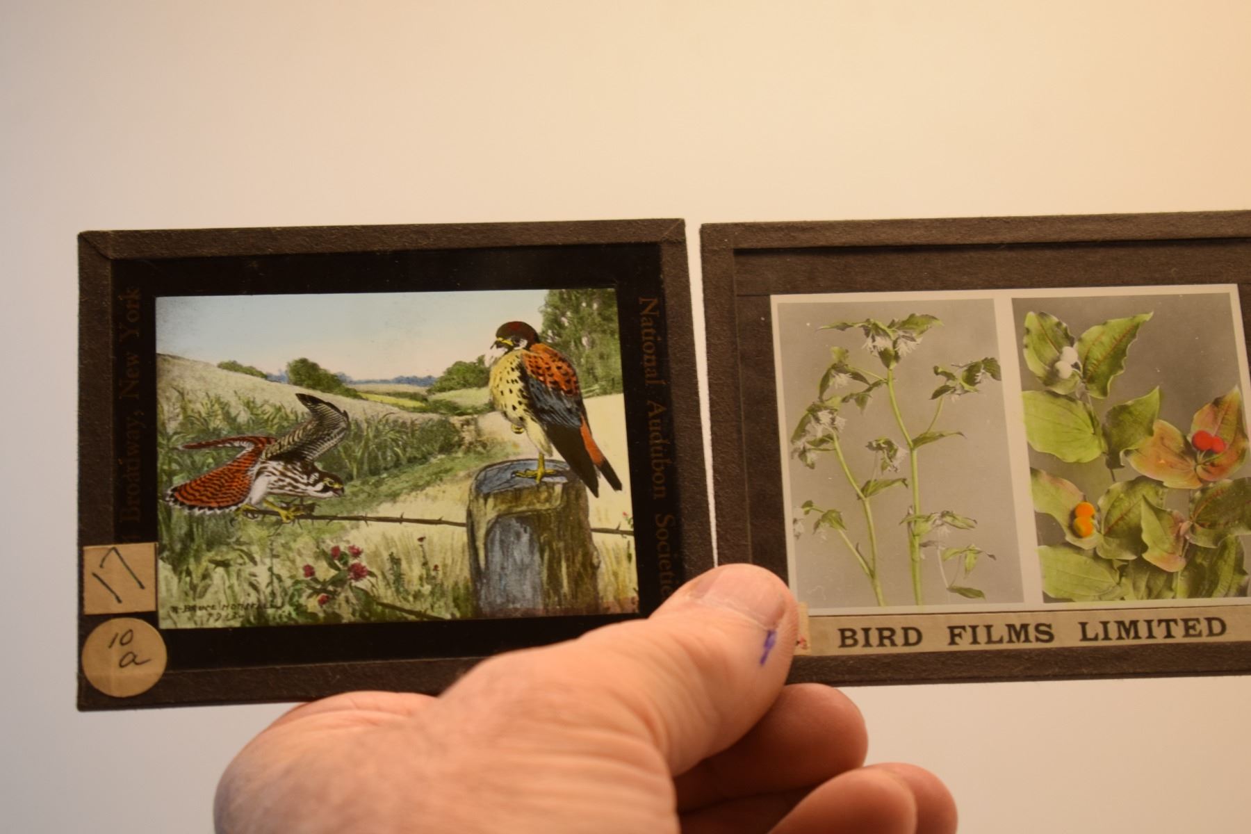 Rare Dick Bird Regina Glass Slides (worked for Audobon & Disney ...