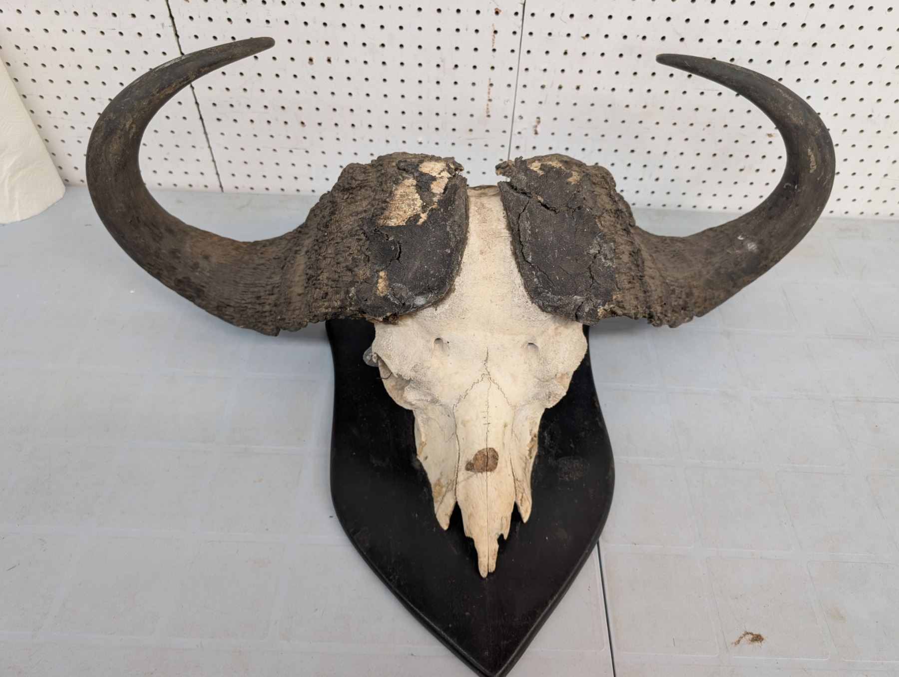 water buffalo mount