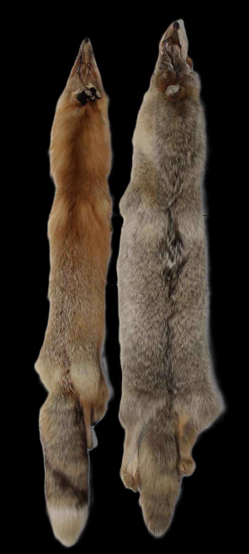 Tanned Coyote Hide- 56"- Tanned Red Fox Hide- 53"