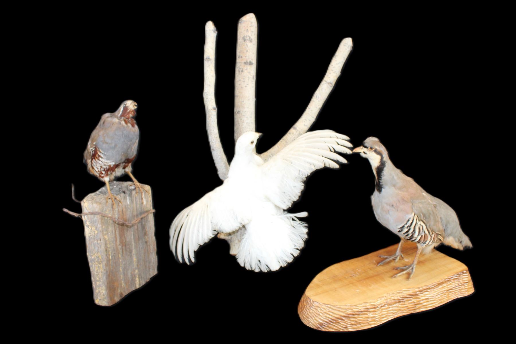 Chukar, Quail, And Ptarmigan Full Body Mounts