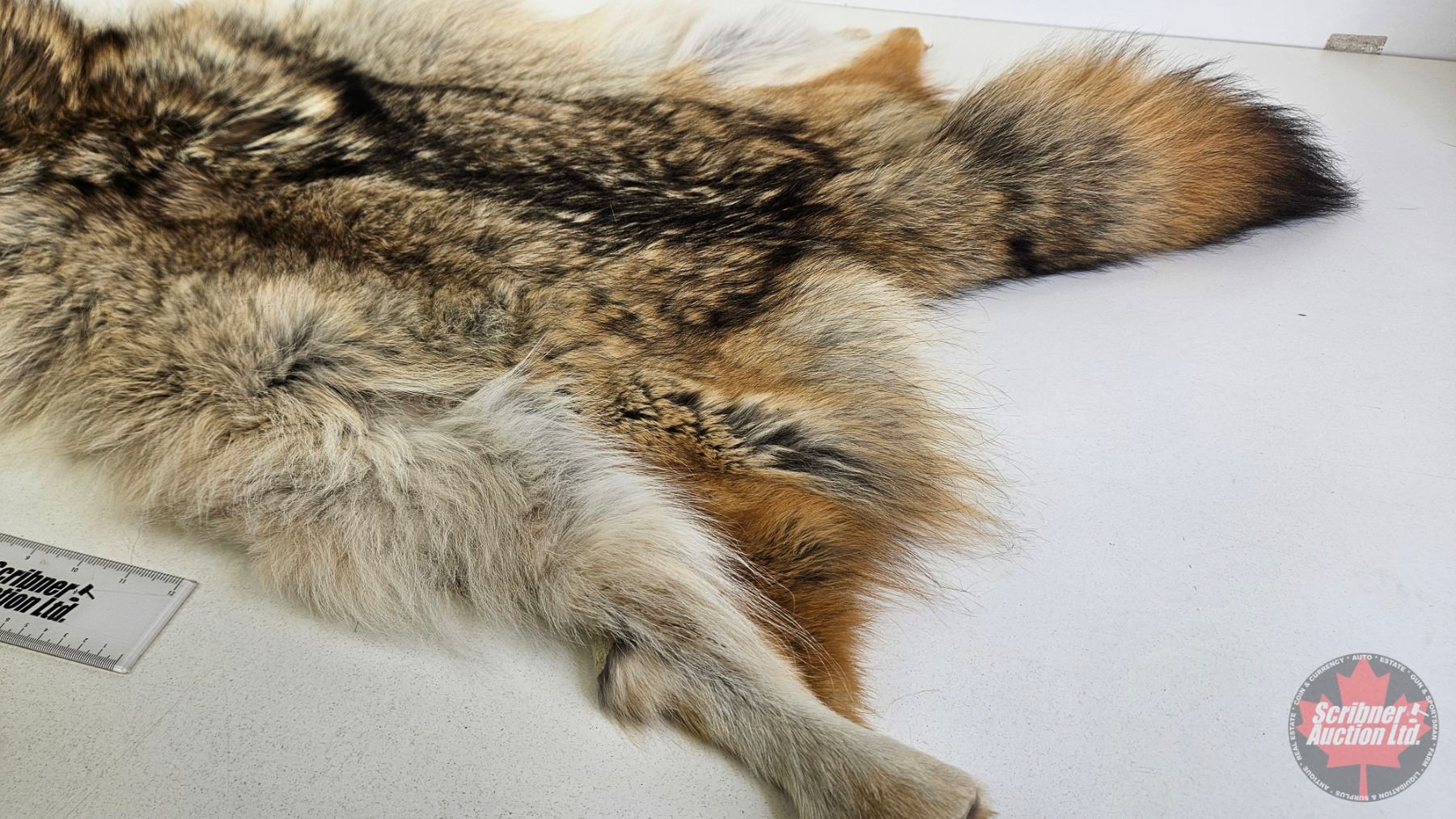 Coyote Fur Pelt (Measures : 57"L)