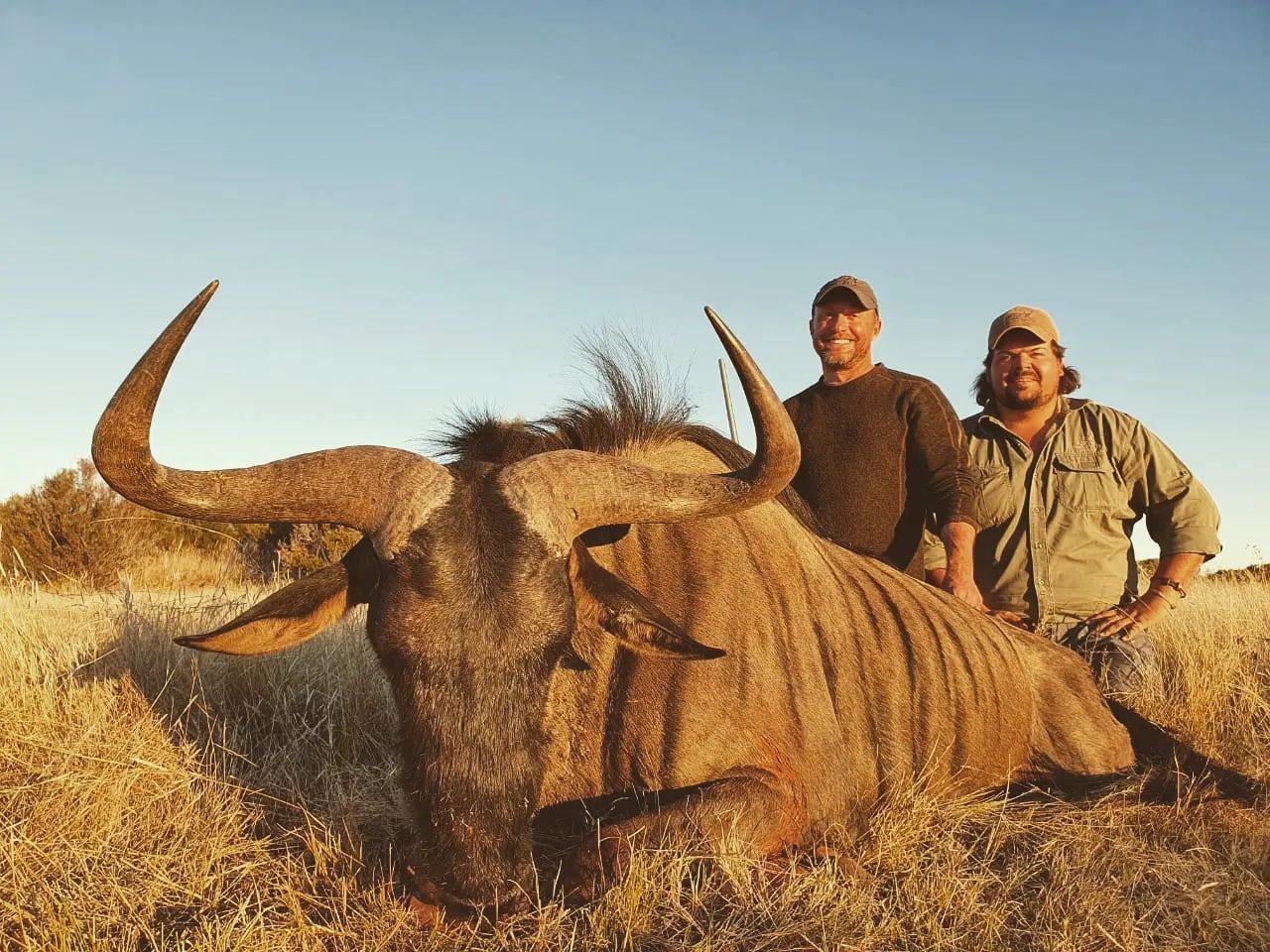 6 - Day African Safari Wildebeest (3) for 2 Hunters