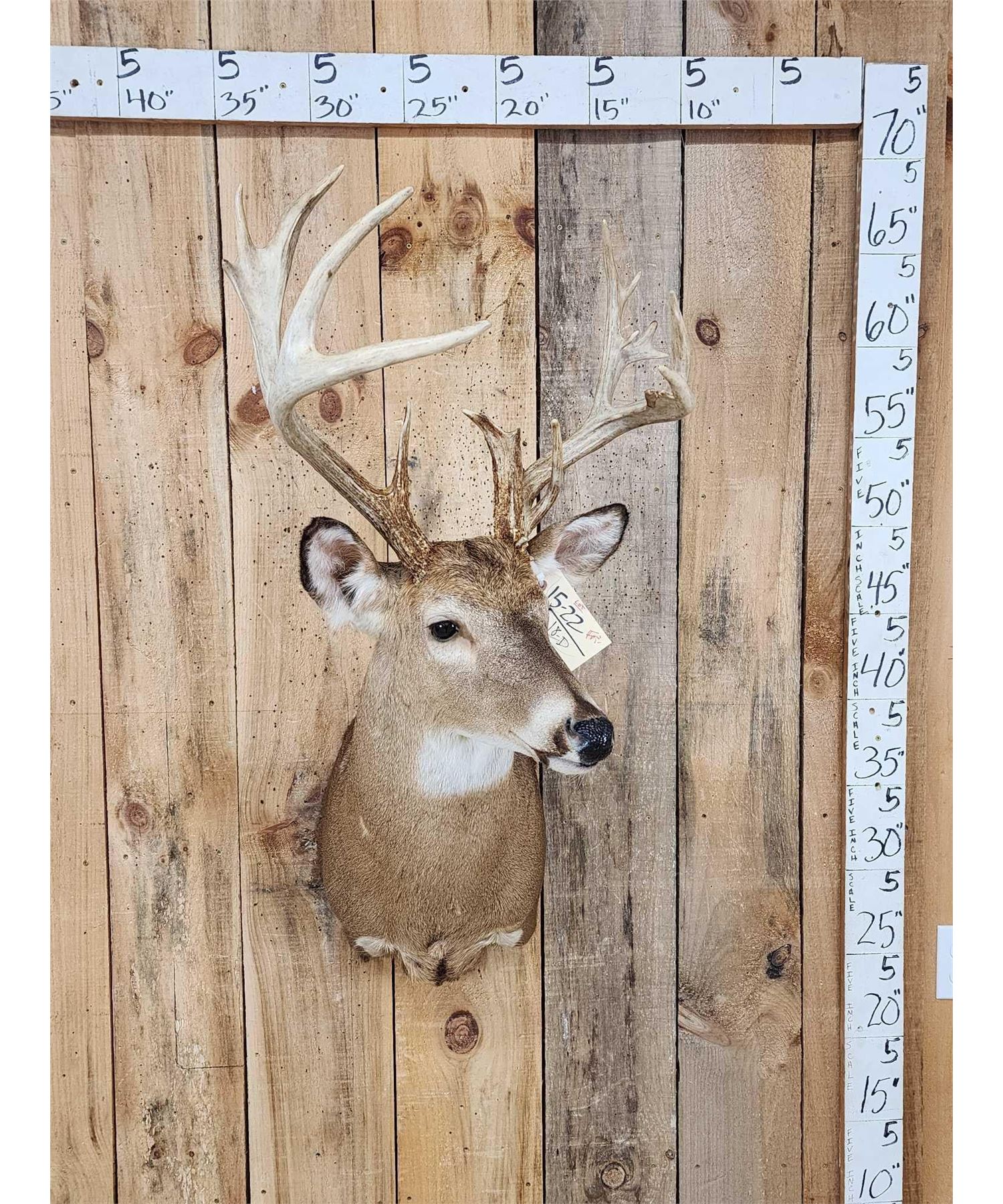 Cool Wild Nontypical Whitetail Shoulder Mount Taxidermy