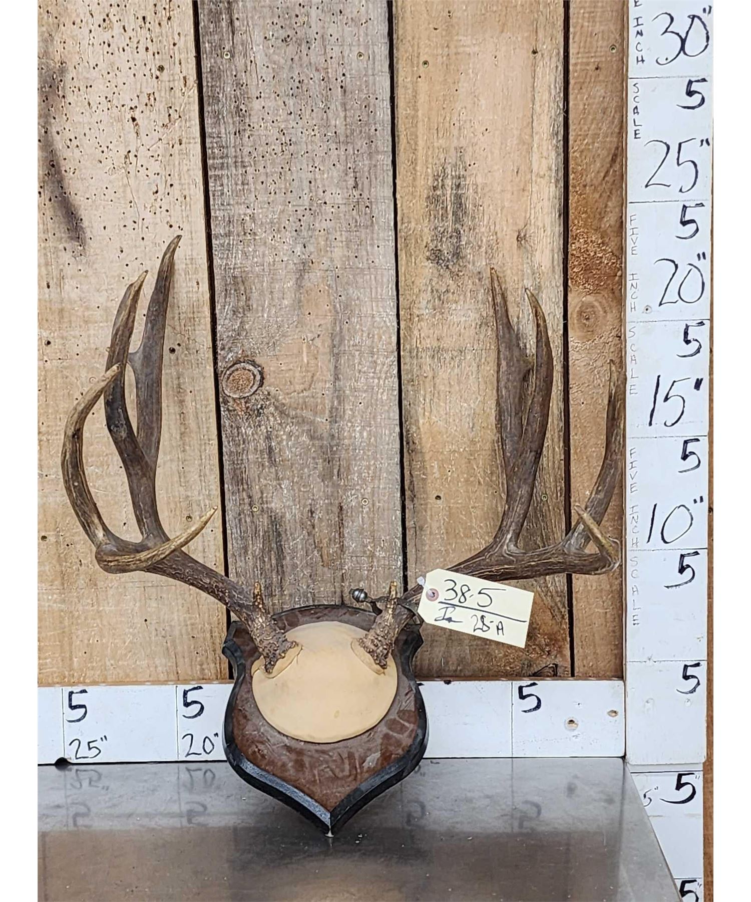 Vintage 7x7 Mule Deer Antlers On Plaque