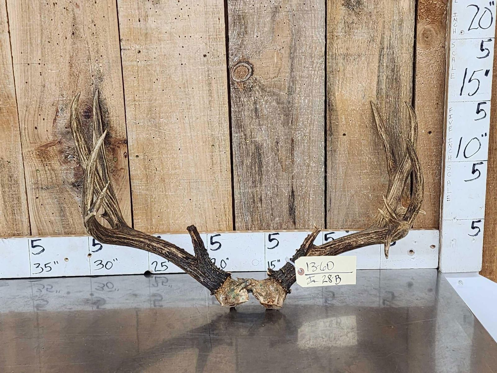 Vintage Nontypical Mule Deer Antlers On Skull Plate