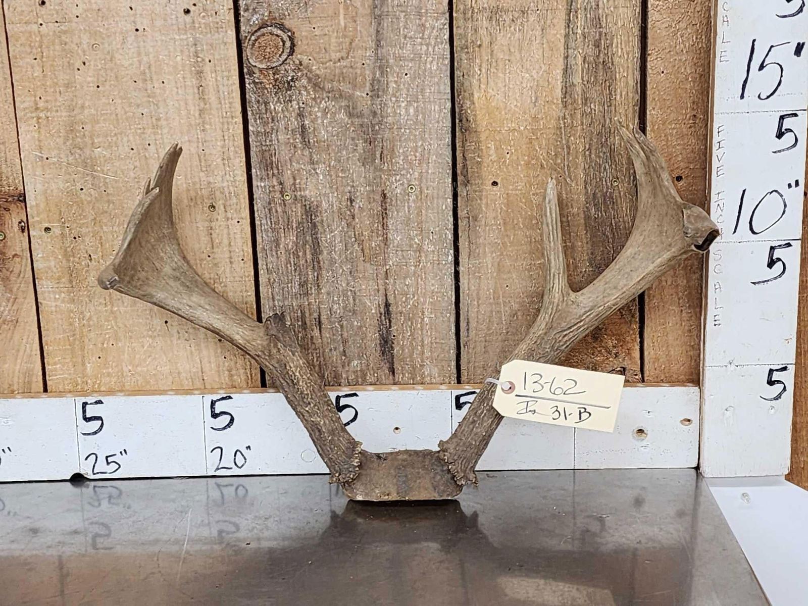 Vintage Palmated Whitetail Antlers On Skull Plate