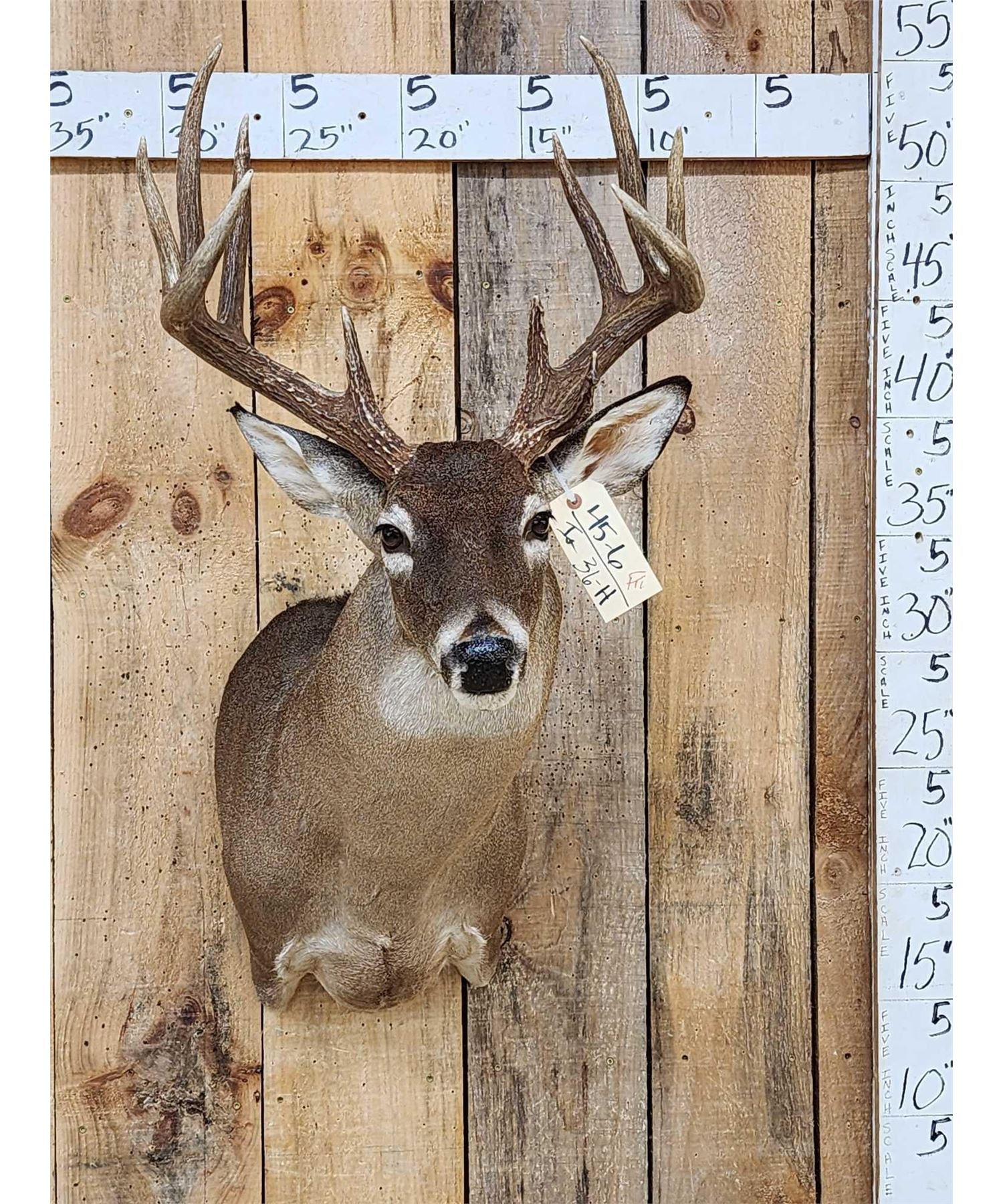 Extra Nice Wild 5x5 Whitetail Shoulder Mount Taxidermy
