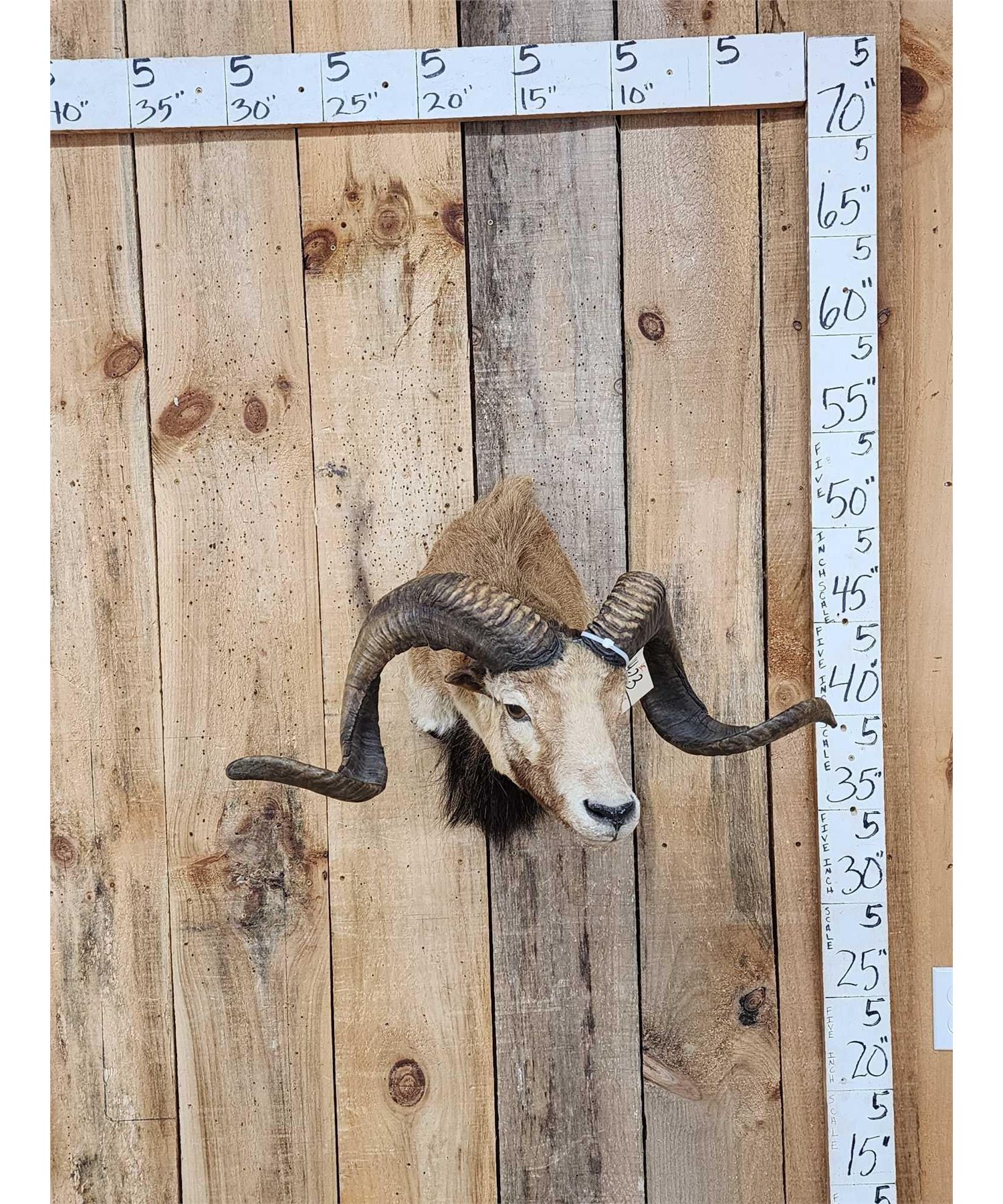 Mouflon Cross Ram Sheep Shoulder Mount Taxidermy
