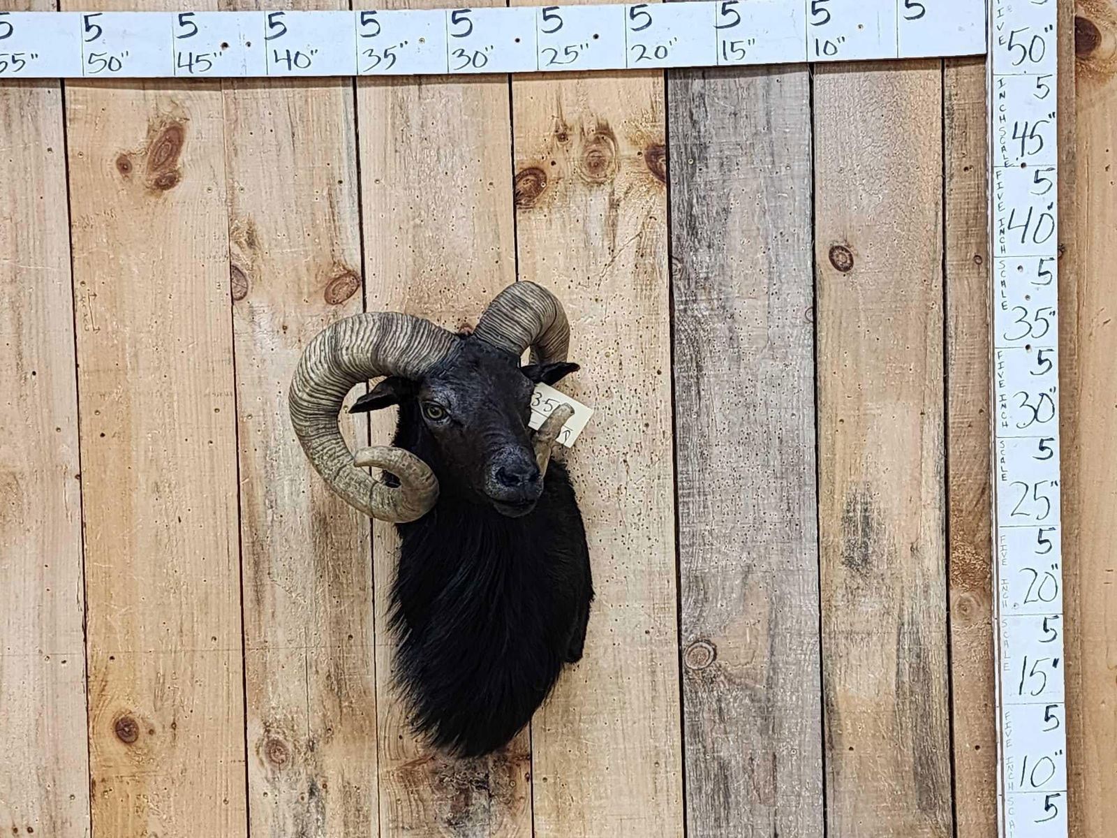 Black Ram Sheep Shoulder Mount Taxidermy