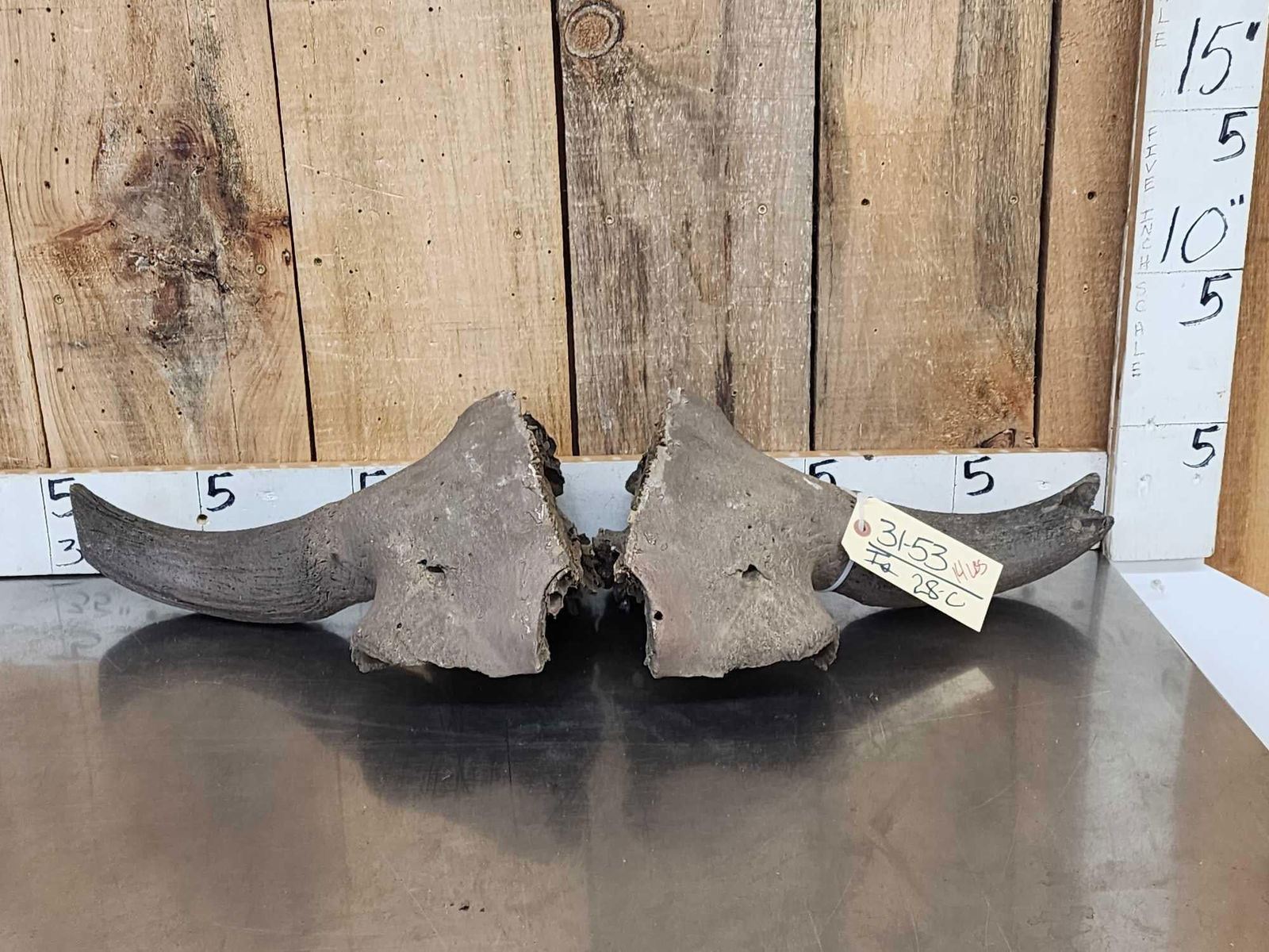 Ancient American Bison Buffalo Skull Plate Partially Fossilized