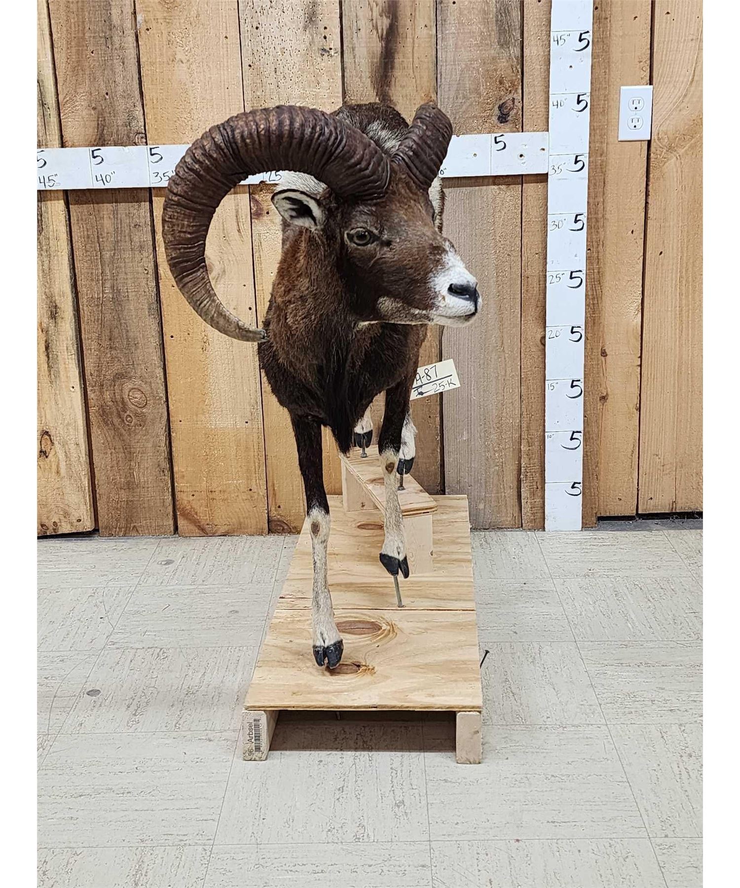 Mouflon Cross Ram Sheep Full Body Taxidermy Mount