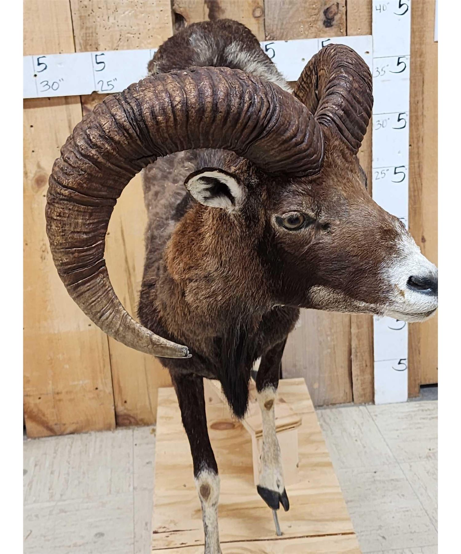 Mouflon Cross Ram Sheep Full Body Taxidermy Mount