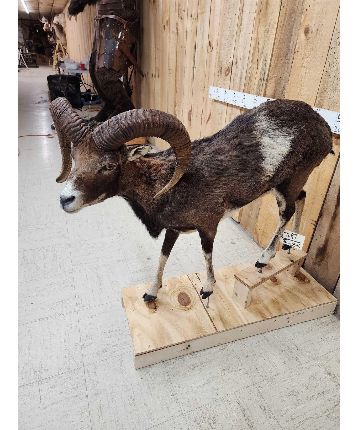 Mouflon Cross Ram Sheep Full Body Taxidermy Mount