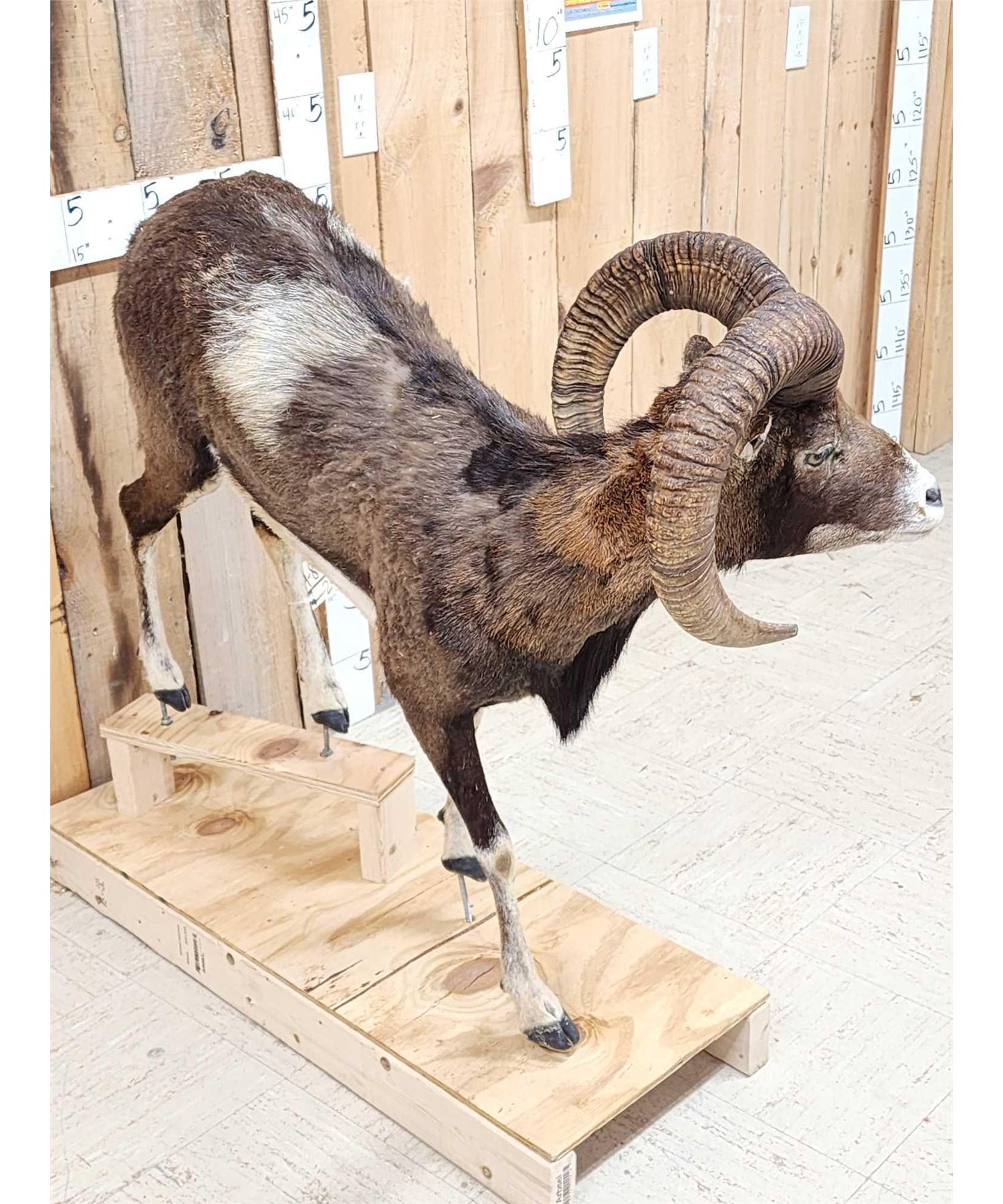 Mouflon Cross Ram Sheep Full Body Taxidermy Mount