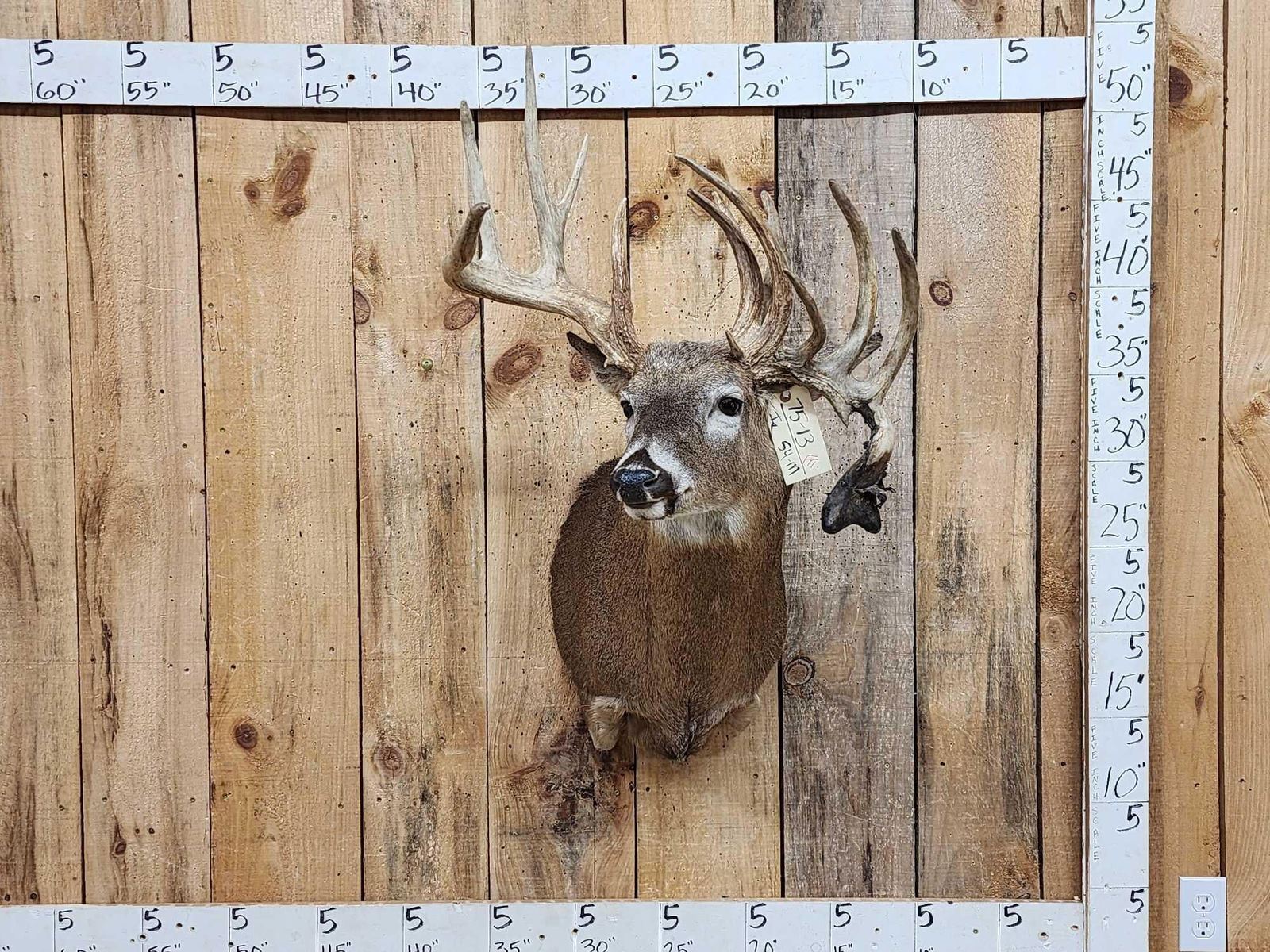 Big Nontypical Whitetail Shoulder Mount Taxidermy