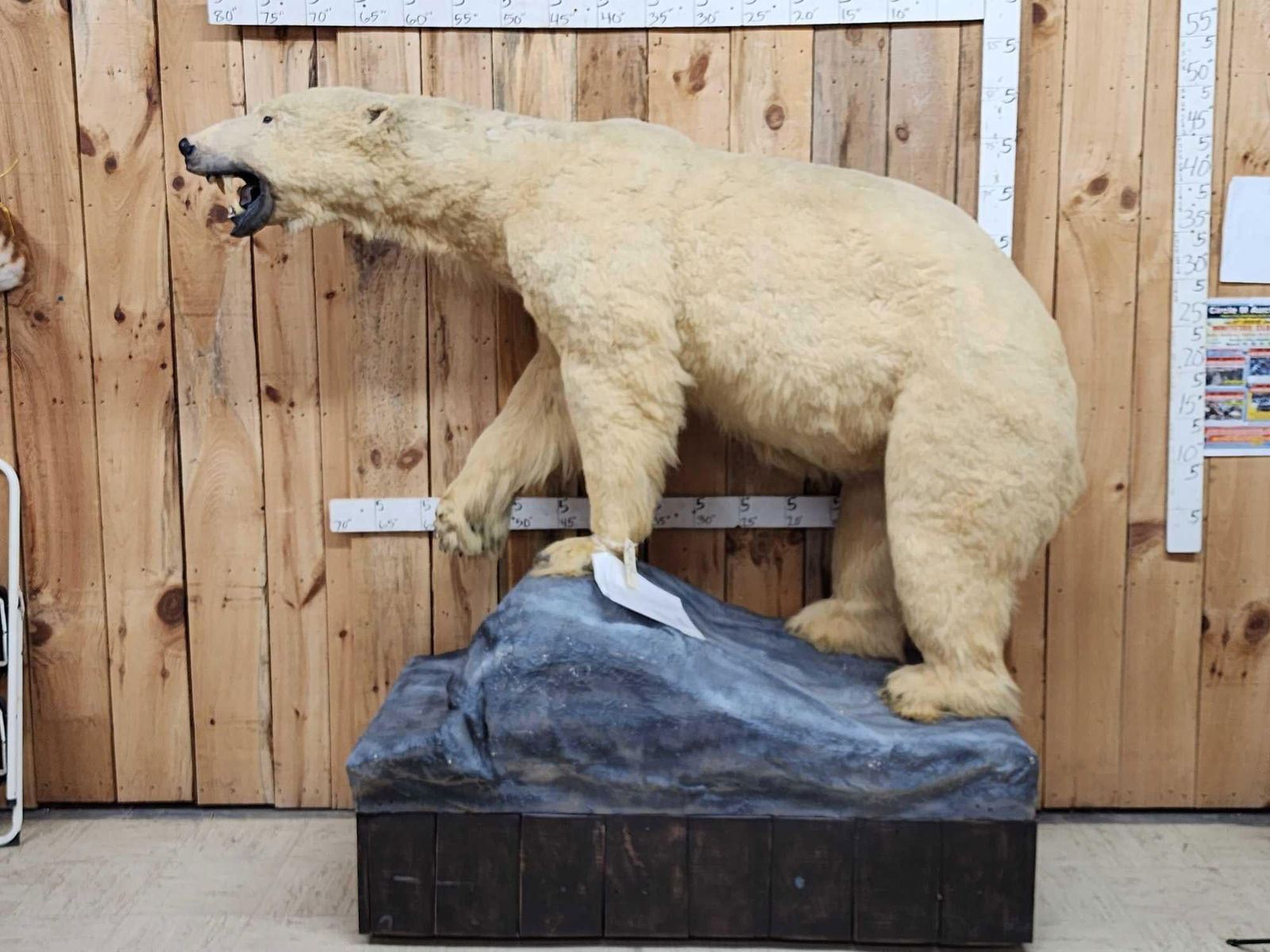 Polar Bear Full Body Taxidermy Mount