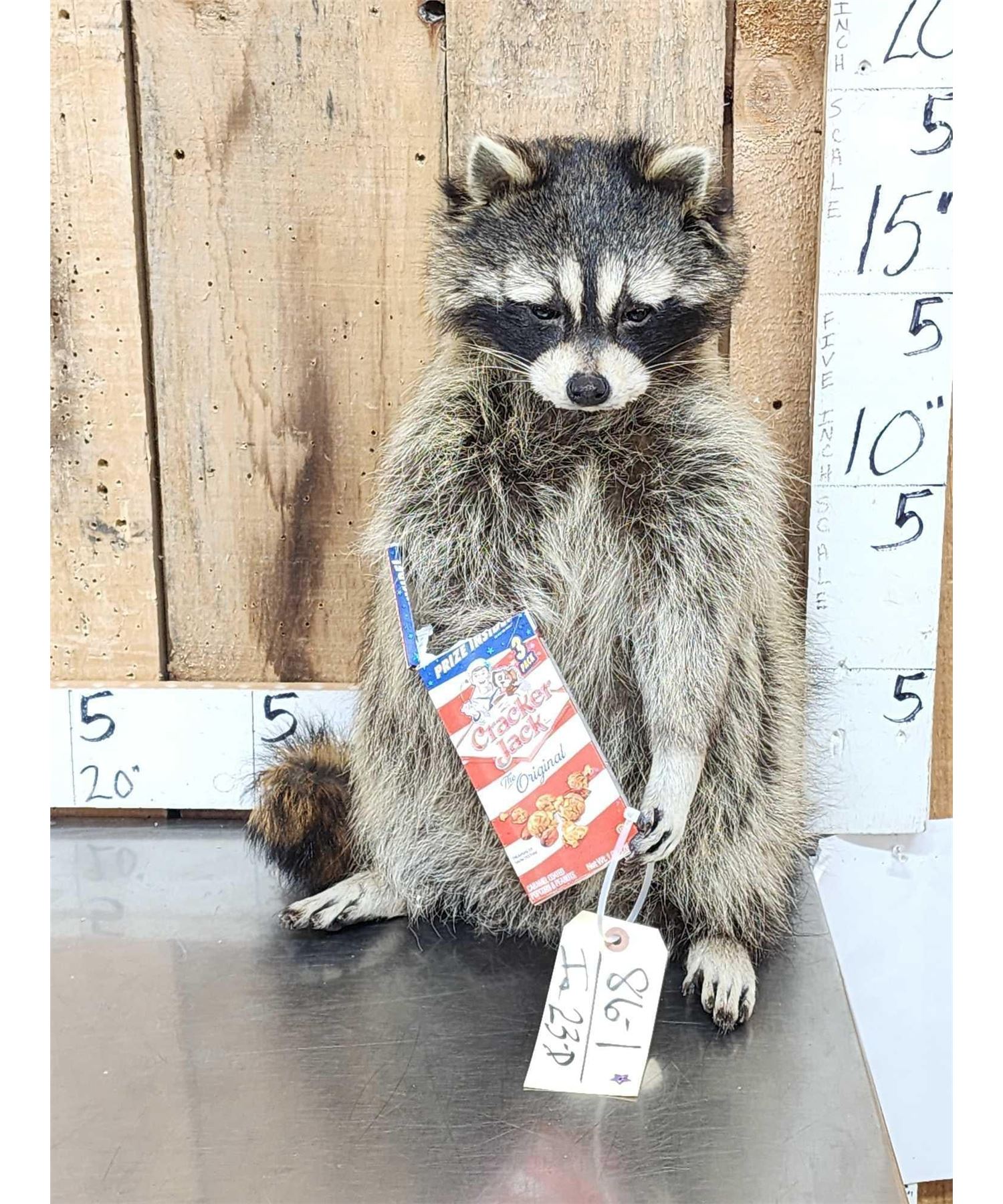 Raccoon Eating Cracker Jacks Taxidermy Mount
