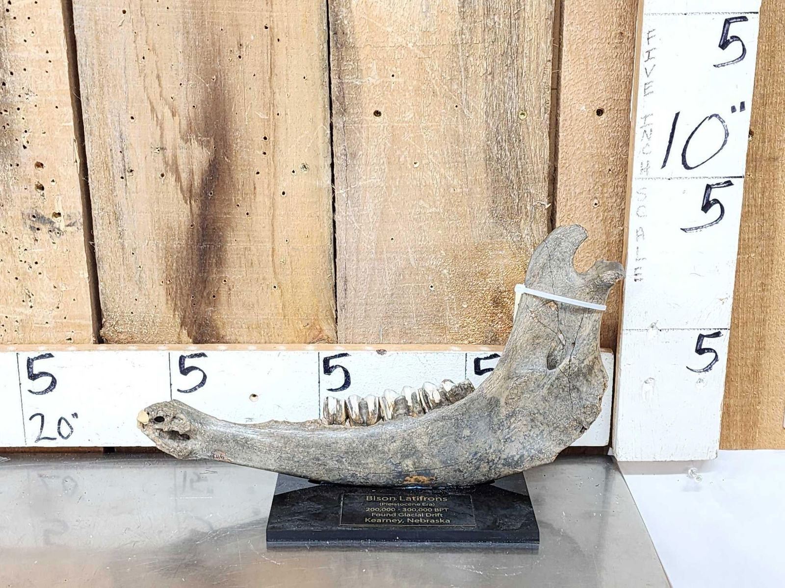 Ancient Bison Buffalo Jaw Section Partially Fossilized Fossil