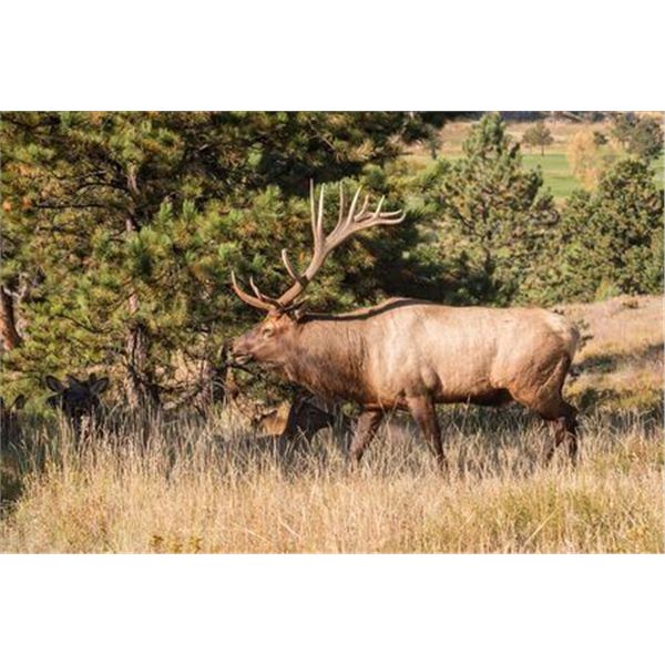 Rifle Bull Elk Hunt in Idaho