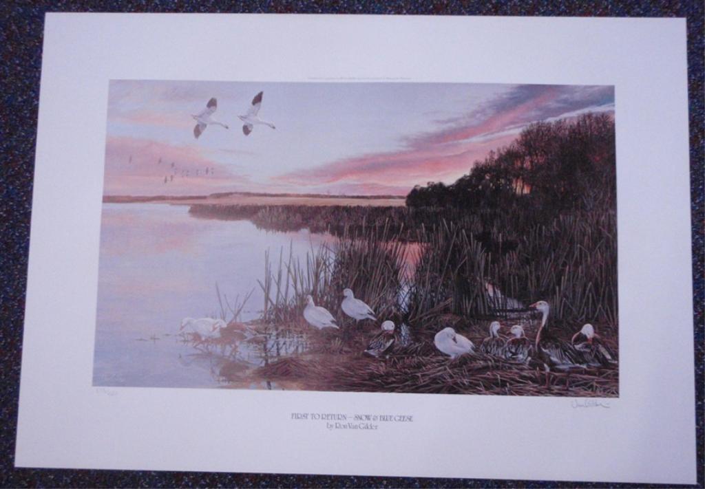 First to Return - Snow & Blue geese by Van Gilder