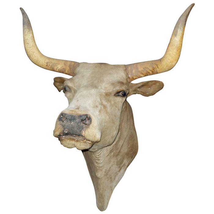 Mounted Texas longhorn steer head, earlier 1900's, VG orig cond, 36"W x ...