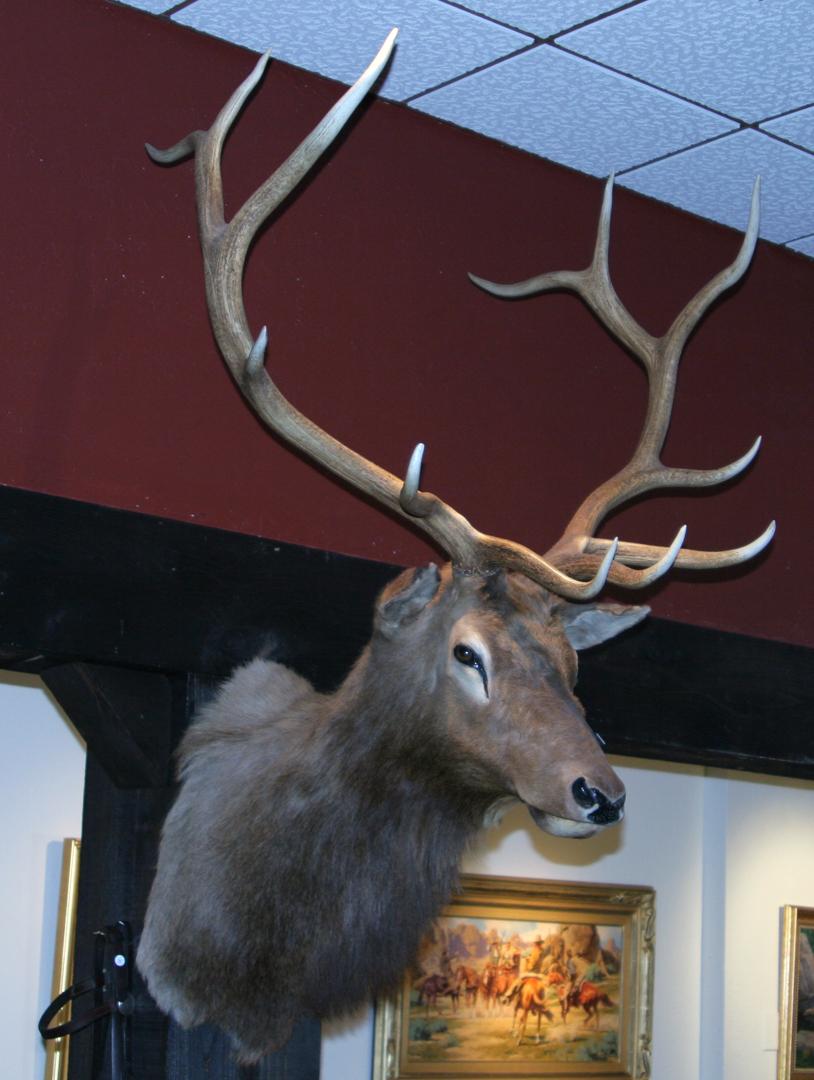 Huge Rocky Mountain Elk Shoulder Mount