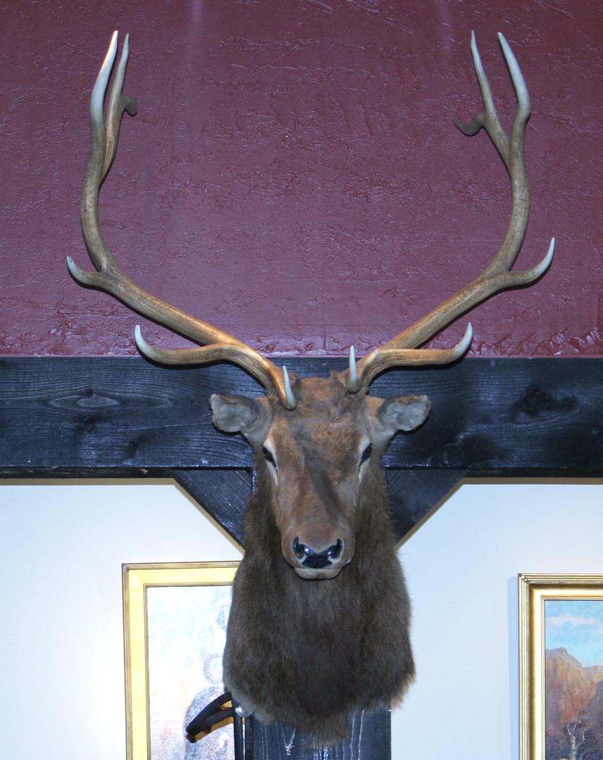 Huge Rocky Mountain Elk Shoulder Mount