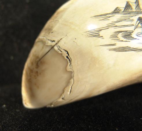 Eskimo Whale's Tooth - Apodruk