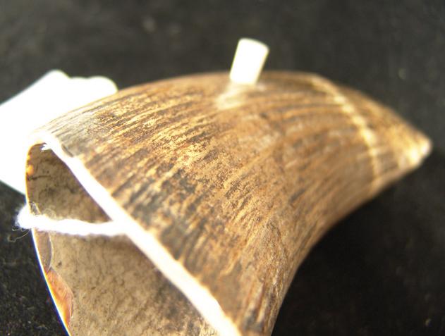 Eskimo Whale's Tooth - Apodruk