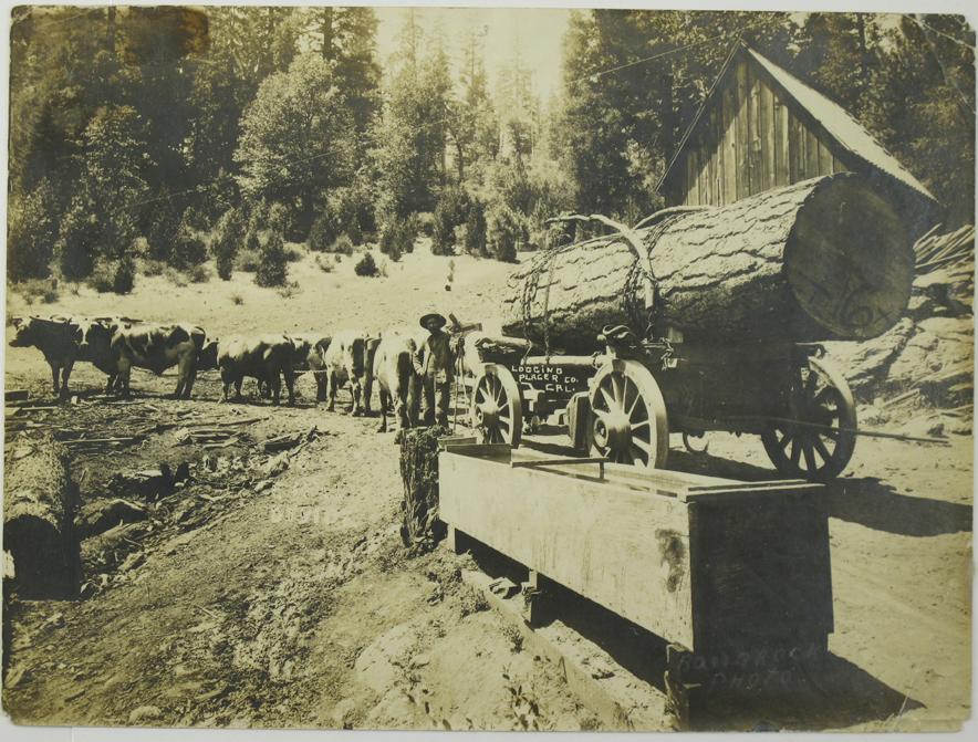 Placer County,CA - c1895 - Logging with Ox Team Photograph