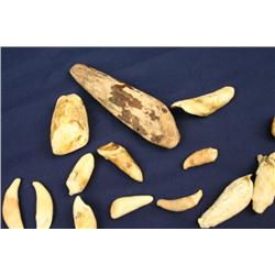 LARGE LOT OF ALASKAN WALRUS TEETH PLUS OTHERS